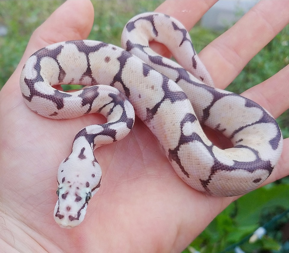 Bumblebee Fire Yellowbelly Ball Python by Olympian Exotics - MorphMarket
