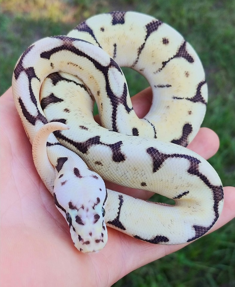 Fire Bumblebee 100% Het Clown Ball Python by Olympian Exotics - MorphMarket