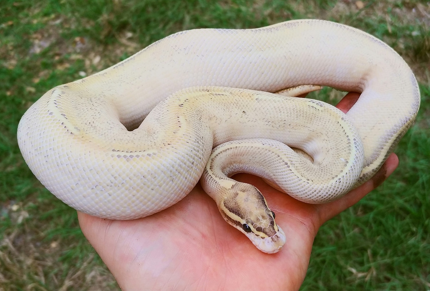 Fire Highway Ball Python by Olympian Exotics - MorphMarket