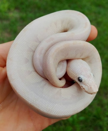 Bamboo Mojave 100% Het Ultramel Ball Python by Olympian Exotics