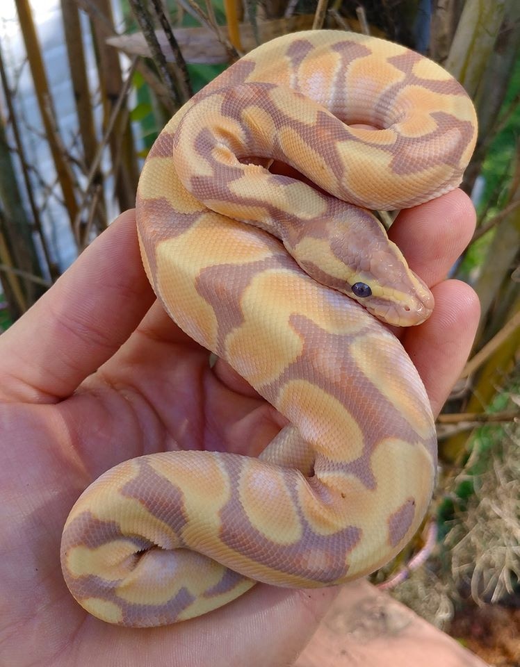 Enchi Banana Ball Python by Olympian Exotics - MorphMarket