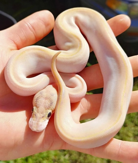 Ivory Ball Python by Olympian Exotics