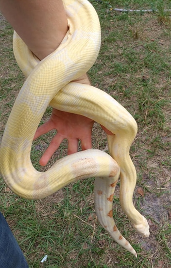 Docile Kahl Albino Proven Adult Male Boa Constrictor by Olympian Exotics