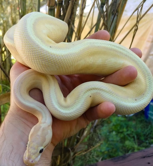 Coral Glow Super Stripe Ball Python by Olympian Exotics