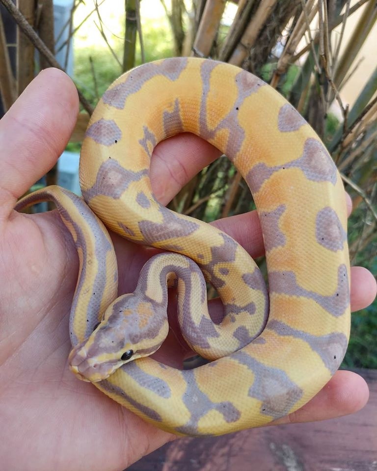 Banana Leopard Blade Ball Python by Olympian Exotics - MorphMarket