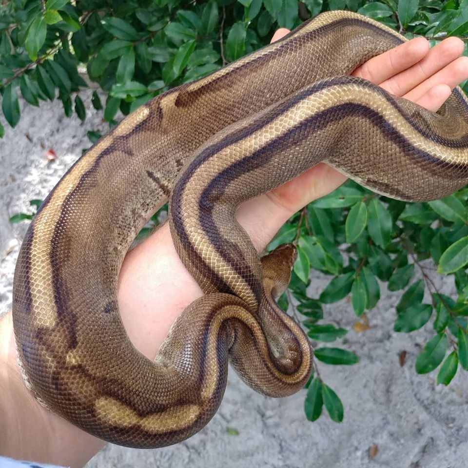 Genetic Stripe Ball Python by Olympian Exotics - MorphMarket