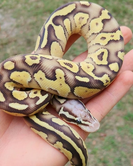 Firefly Butter Possible Yellowbelly Ball Python by Olympian Exotics