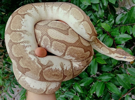 Butter Spider Aka Butterbee Ball Python by Olympian Exotics