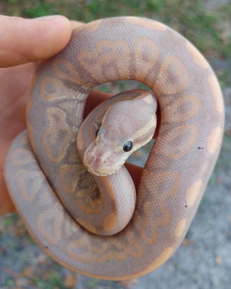 Black Pastel Banana Ball Python by Olympian Exotics - MorphMarket