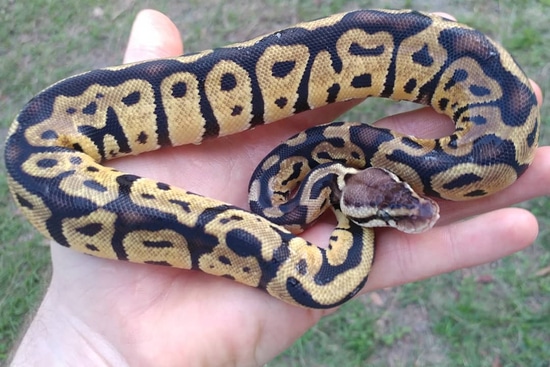Pastel Leopard Ball Python by Olympian Exotics
