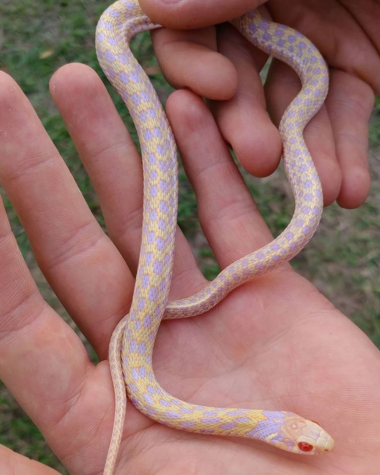 Albino Checkered Garter Garter Snake by Olympian Exotics - MorphMarket
