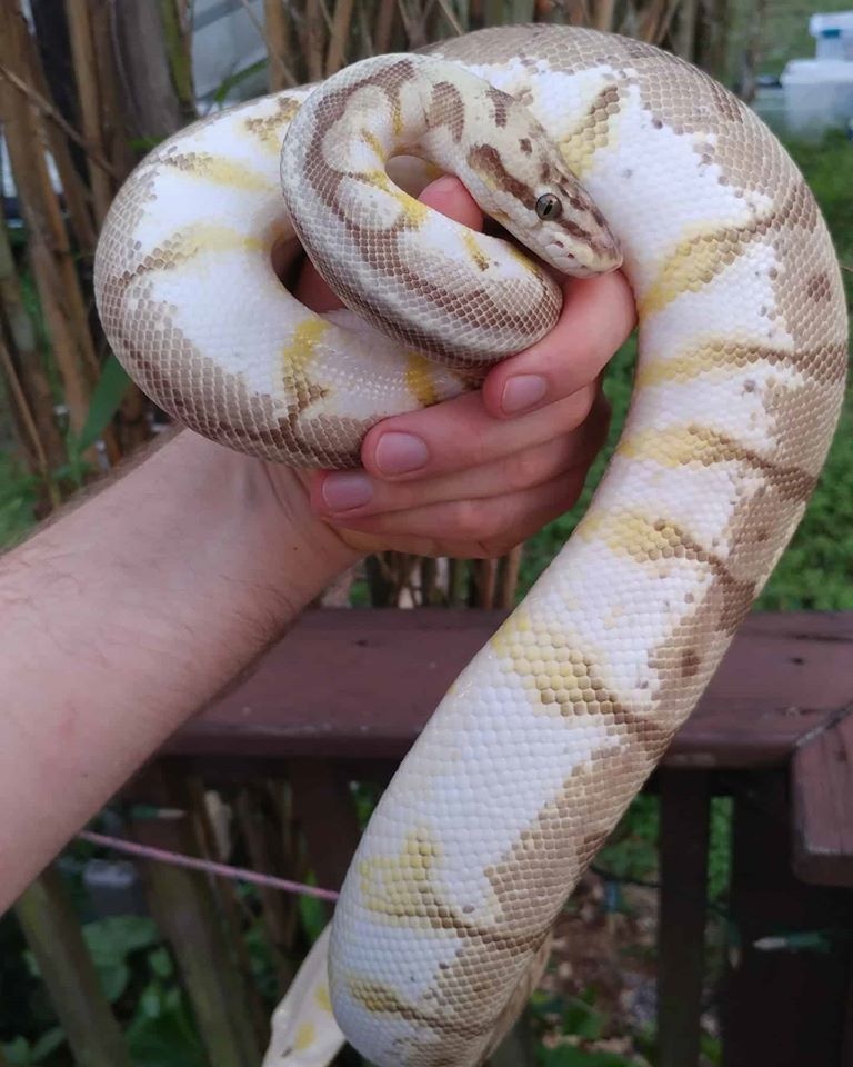 Queenbee Ball Python by Olympian Exotics - MorphMarket