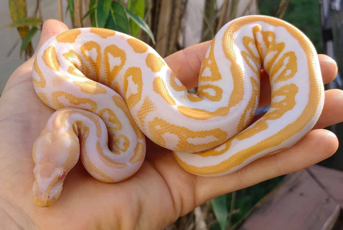 Black Pastel Albino Ball Python by Olympian Exotics - MorphMarket