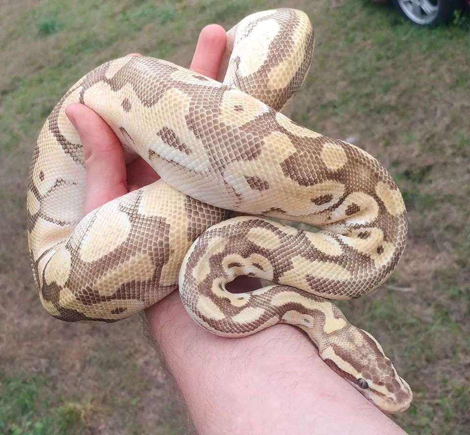 Pastel Lesser Enchi Ball Python by Olympian Exotics - MorphMarket