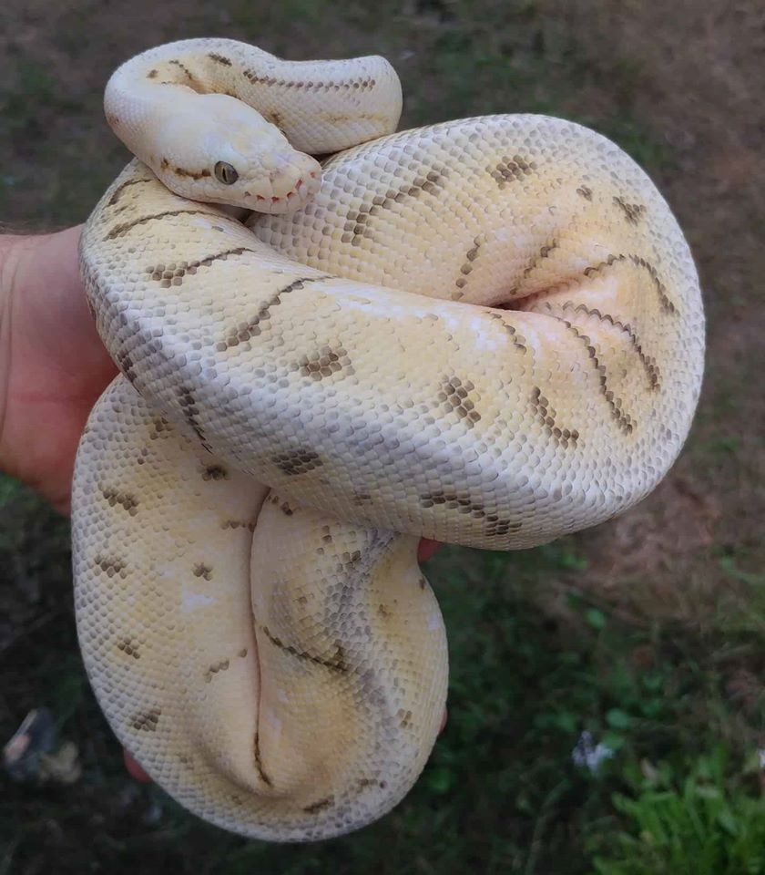 Super Pastel Spider Pinstripe 66% Het Clown Ball Python by Olympian ...