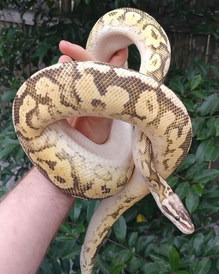 Ultrafly (Super Pastel Fire) Possible Yellowbelly Ball Python by ...