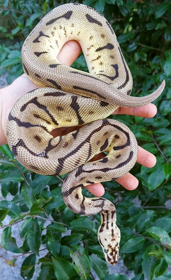 Leopard Bumblebee Ball Python by Olympian Exotics - MorphMarket