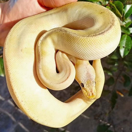 Pastel Mojave Champagne Ball Python by Olympian Exotics