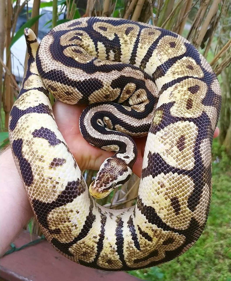 Pastel Spotnose Ball Python by Olympian Exotics - MorphMarket