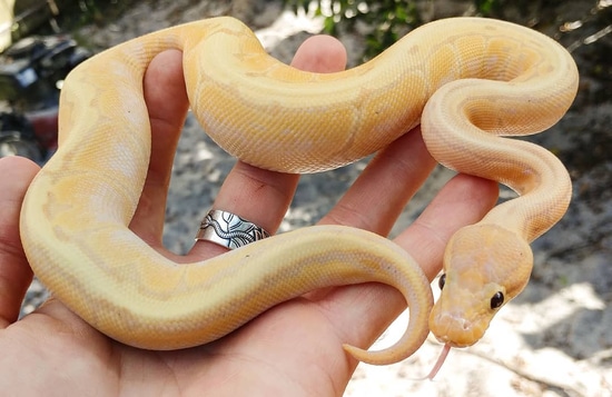 Banana Pinstripe Ball Python by Olympian Exotics