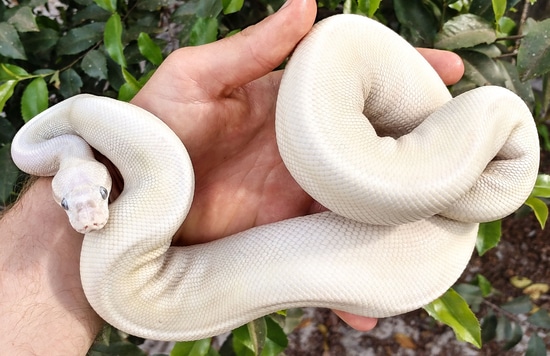 Butter Mojave Ball Python by Olympian Exotics