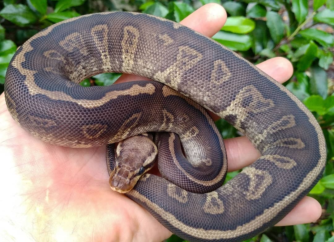 Pastel Super Sable Ball Python by Olympian Exotics - MorphMarket