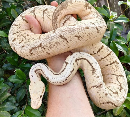 Spinnerblast 50% Het Clown Ball Python by Olympian Exotics