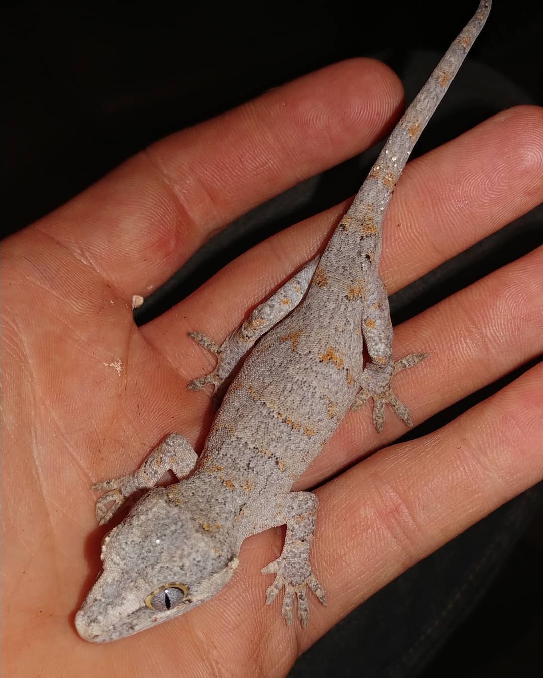 Orange Reticulated Gargoyle Gecko by Olympian Exotics - MorphMarket