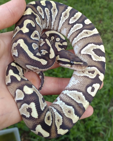 McKenzie Spark Or Yellowbelly Ball Python by Olympian Exotics