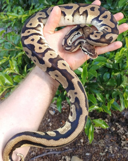 Orange Dream Leopard Pastel Ball Python by Olympian Exotics