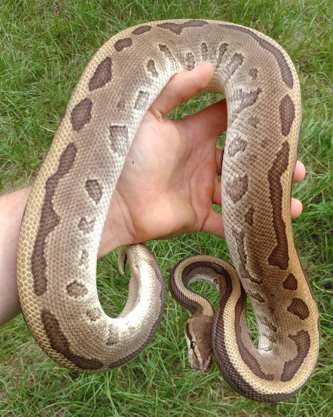 Mojave Leopard Pin Ball Python by Olympian Exotics - MorphMarket