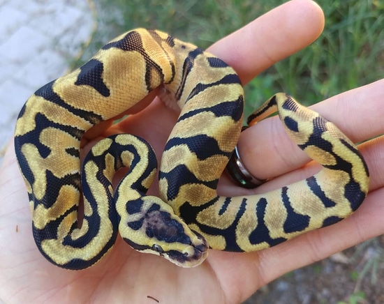 Pastel Enchi Blade 100% Het Clown Ball Python by Olympian Exotics