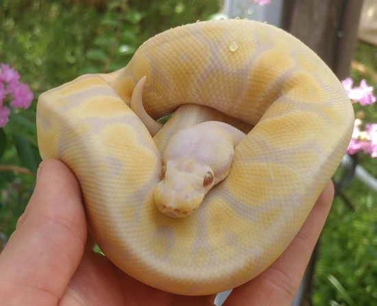 Pastel Candino Ball Python by Olympian Exotics