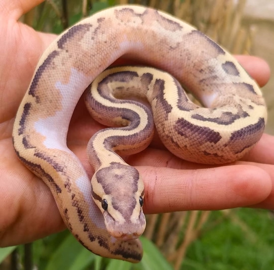 Disco Inferno Ball Python by Olympian Exotics