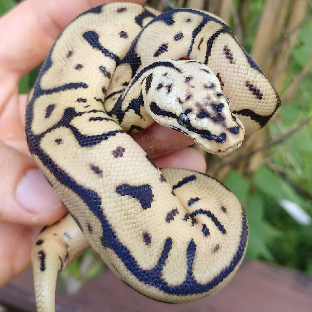 Pastel Spider Leopard Yellowbelly OR Het Red Axanthic Ball Python by ...
