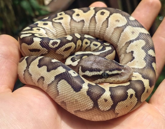 Pastel Butter Yellowbelly Het Red Axanthic Ball Python by Olympian Exotics