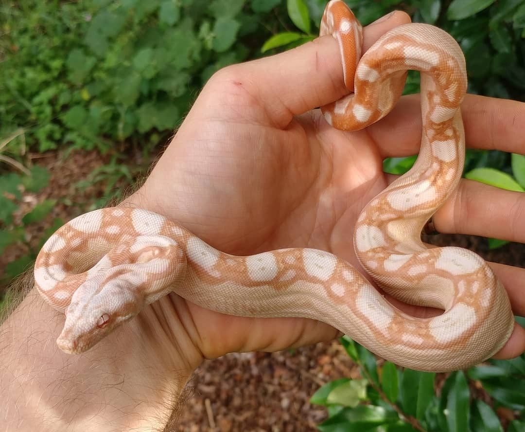 Kahl Sunglow Aztec Boa Constrictor by Olympian Exotics - MorphMarket