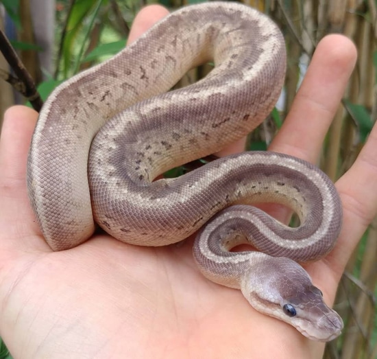 Black Pewter Pinstripe Ball Python by Olympian Exotics