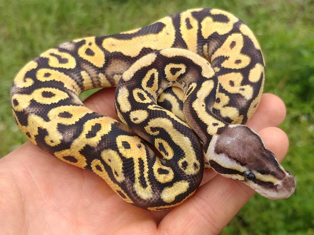 Pastel Fire Yellowbelly Ball Python by Olympian Exotics - MorphMarket