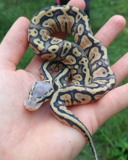 Pastel Orange Ghost Possible Blackhead Ball Python by Olympian Exotics