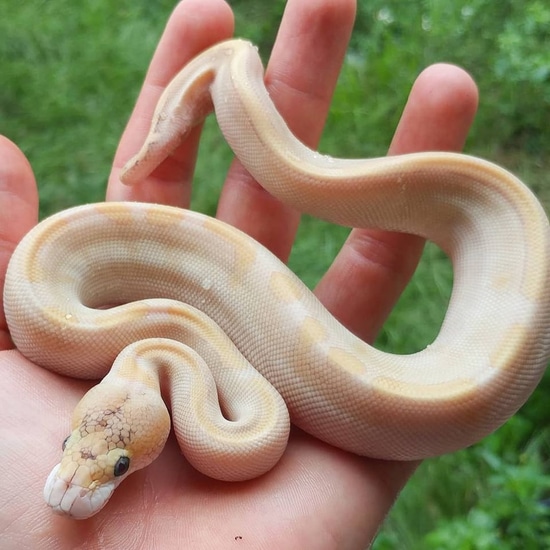 Enchi Lesser Champagne Ball Python by Olympian Exotics