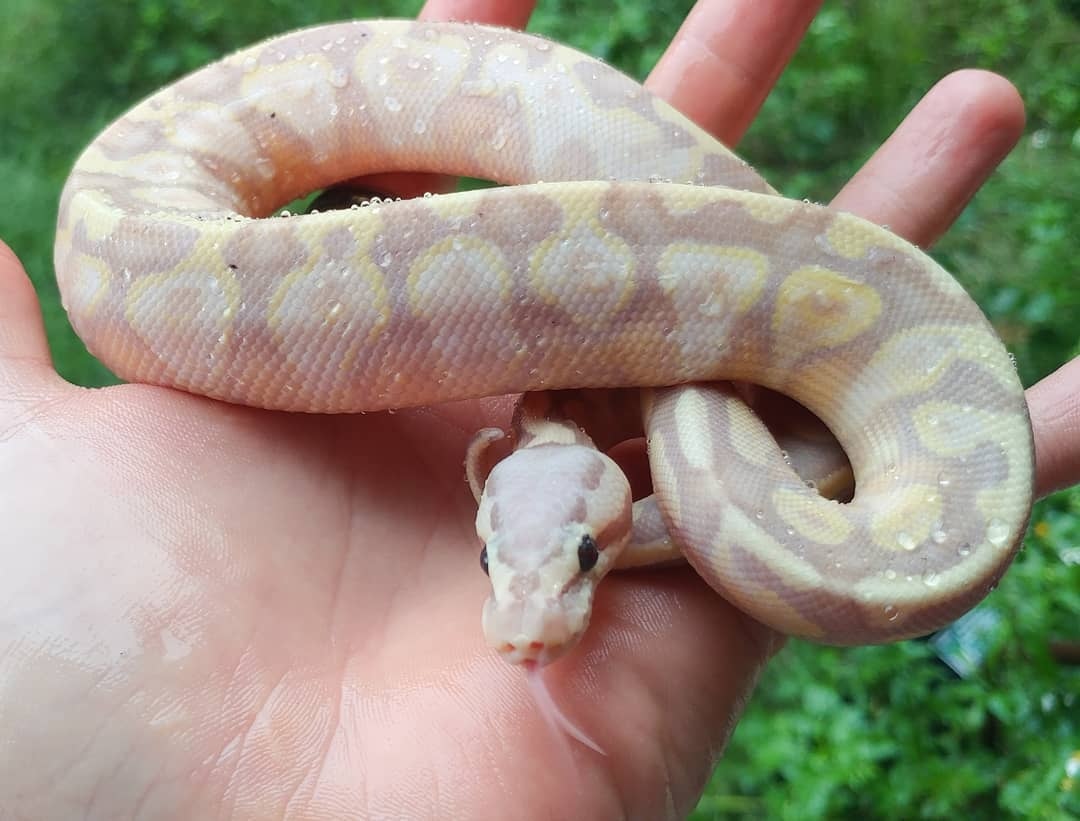 A+ Pastel Banana Yellowbelly Ball Python by Olympian Exotics - MorphMarket