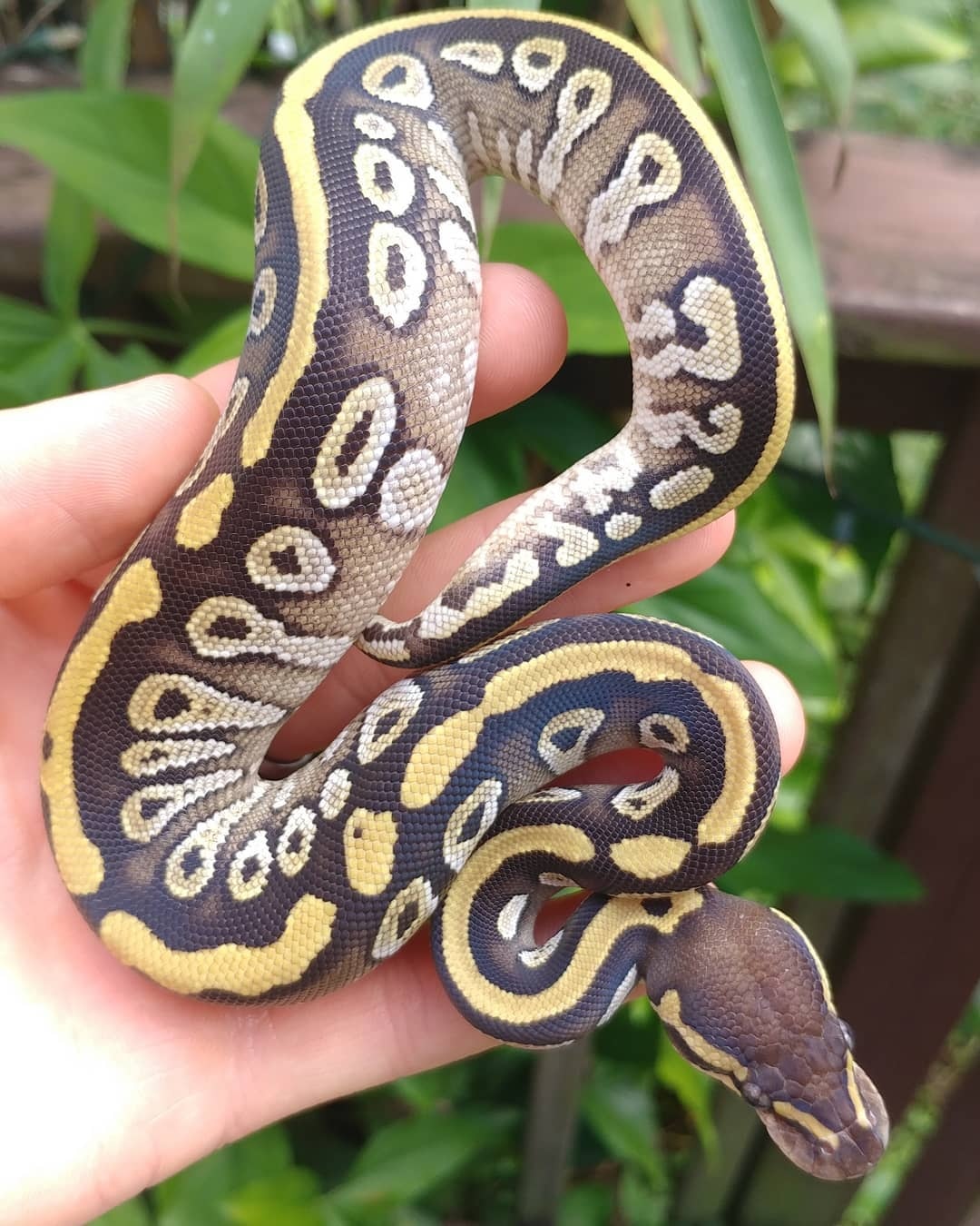 Mojave Yellowbelly 100% Het Albino Ball Python by Olympian Exotics ...