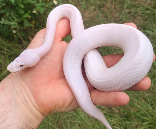 Lesser Pied 100% Het Albino Ball Python by Olympian Exotics - MorphMarket