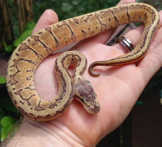 Pastel Pinstripe Yellowbelly Ball Python by Olympian Exotics