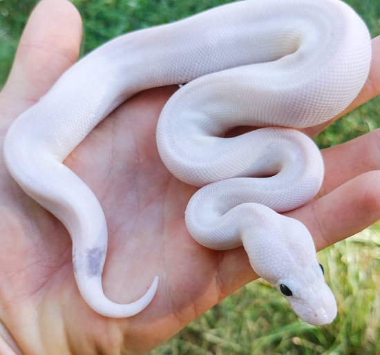 Pastel Cinnamon Black Pastel Champagne Possible Mojave Super Pastel ...