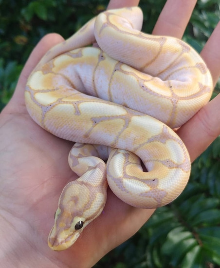 Banana Spider Ball Python by Olympian Exotics