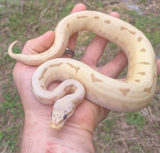Orange Dream Leopard Spider Banana Pastel Ball Python by Olympian Exotics