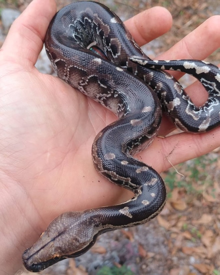 Short Tail Sumatran Python Probable Female Sumatran Short-Tailed Python ...
