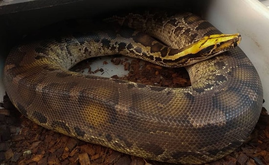 Pumpkin Head Sumatran Short Tail Python Sumatran Short-Tailed Python by ...